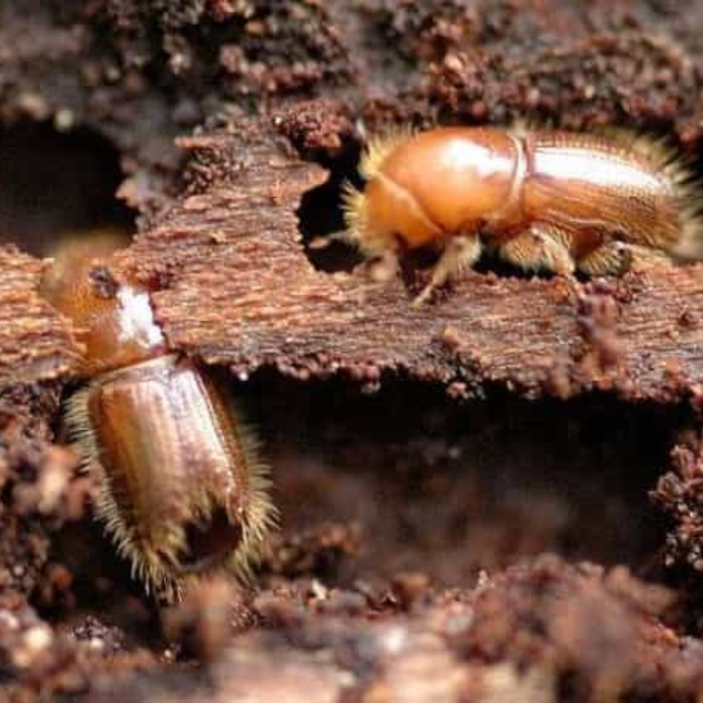 Wood Borer Treatment India | Professional Pest Control